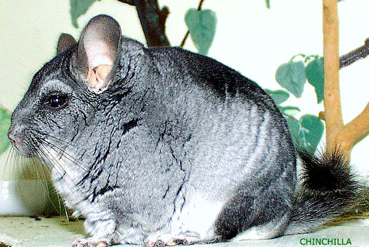 ANPP Animales y Plantas de Perú: Chinchilla - Chinchilla chinchilla