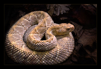 RECONOCIENDO EL DIA Y SU MENSAJE: La Serpiente tiene simiente ...