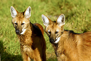 TEIA DA VIDA - CONHECER PARA PRESERVAR!: LOBO-GUARÁ (Chrysocyon brachyurus)