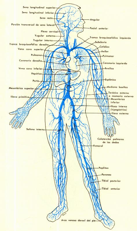 Anatomia 2010. Enfermeria Universitaria UBA