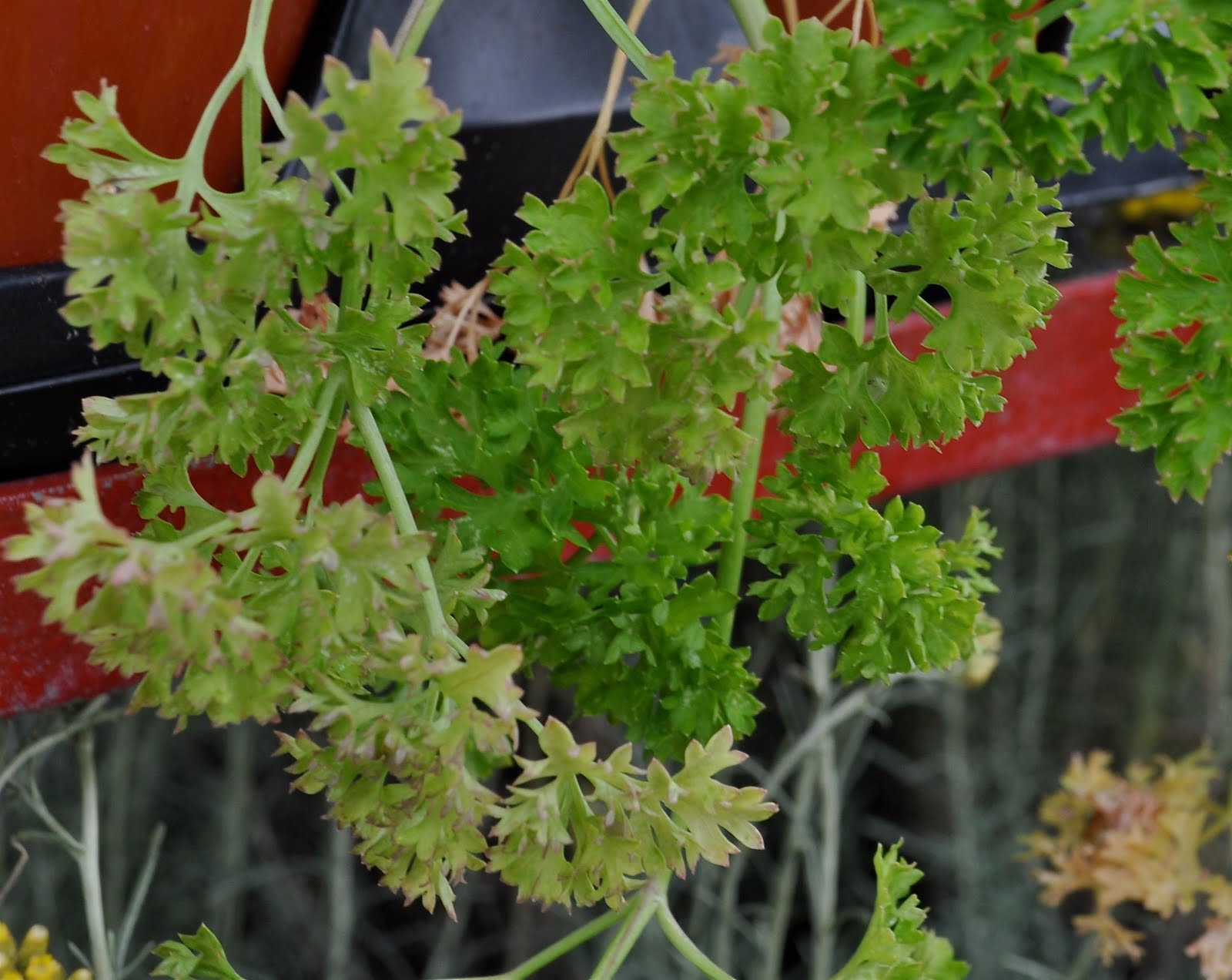 Wit's End: Senator Robert Byrd and Basil