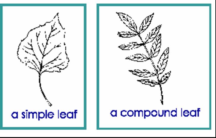 Biology: Introduction to Life: Supplement - Leaves