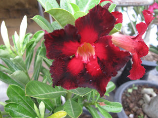 Chitosan: Black Adenium