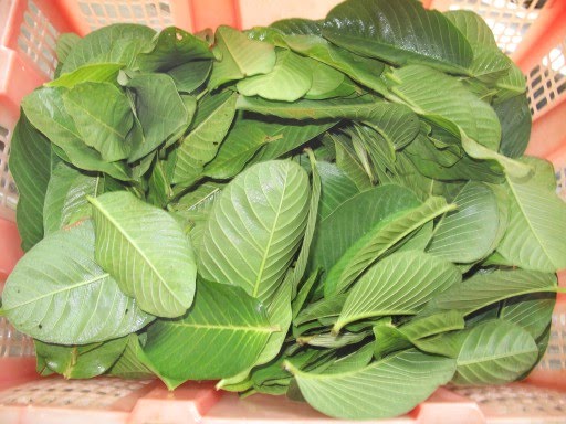 Herbs, medicinal leaves from aleyagarden : GUAVA LEAVES for HEALTH ...