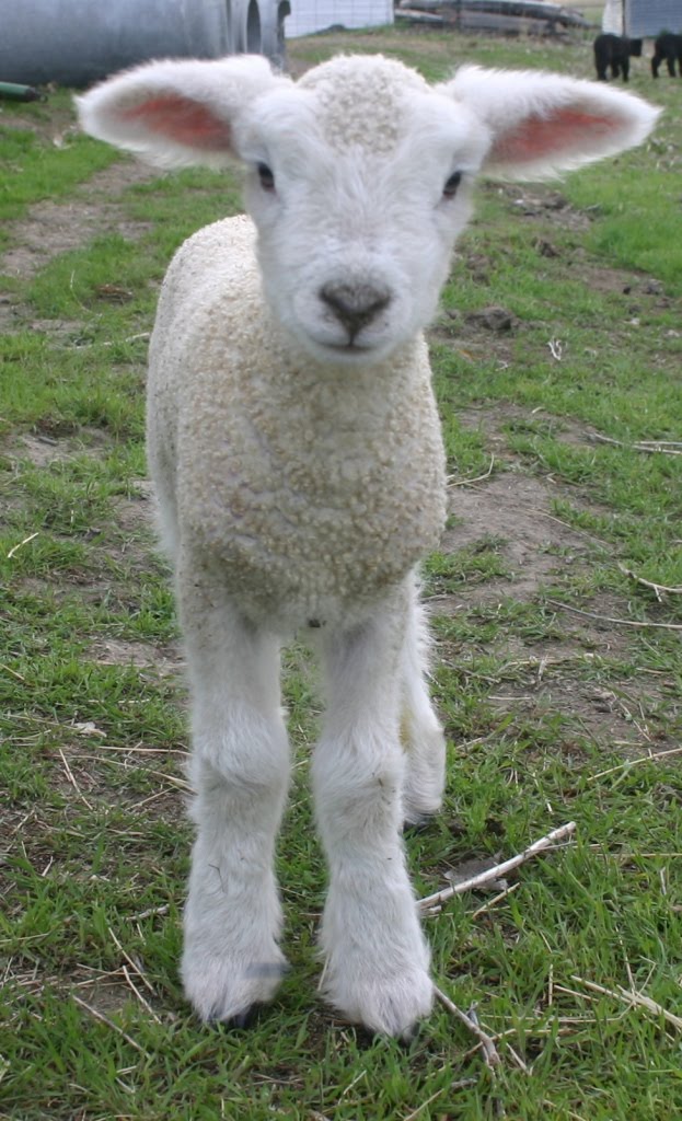 Grace Valley Farms: Cutest Lamb Contest