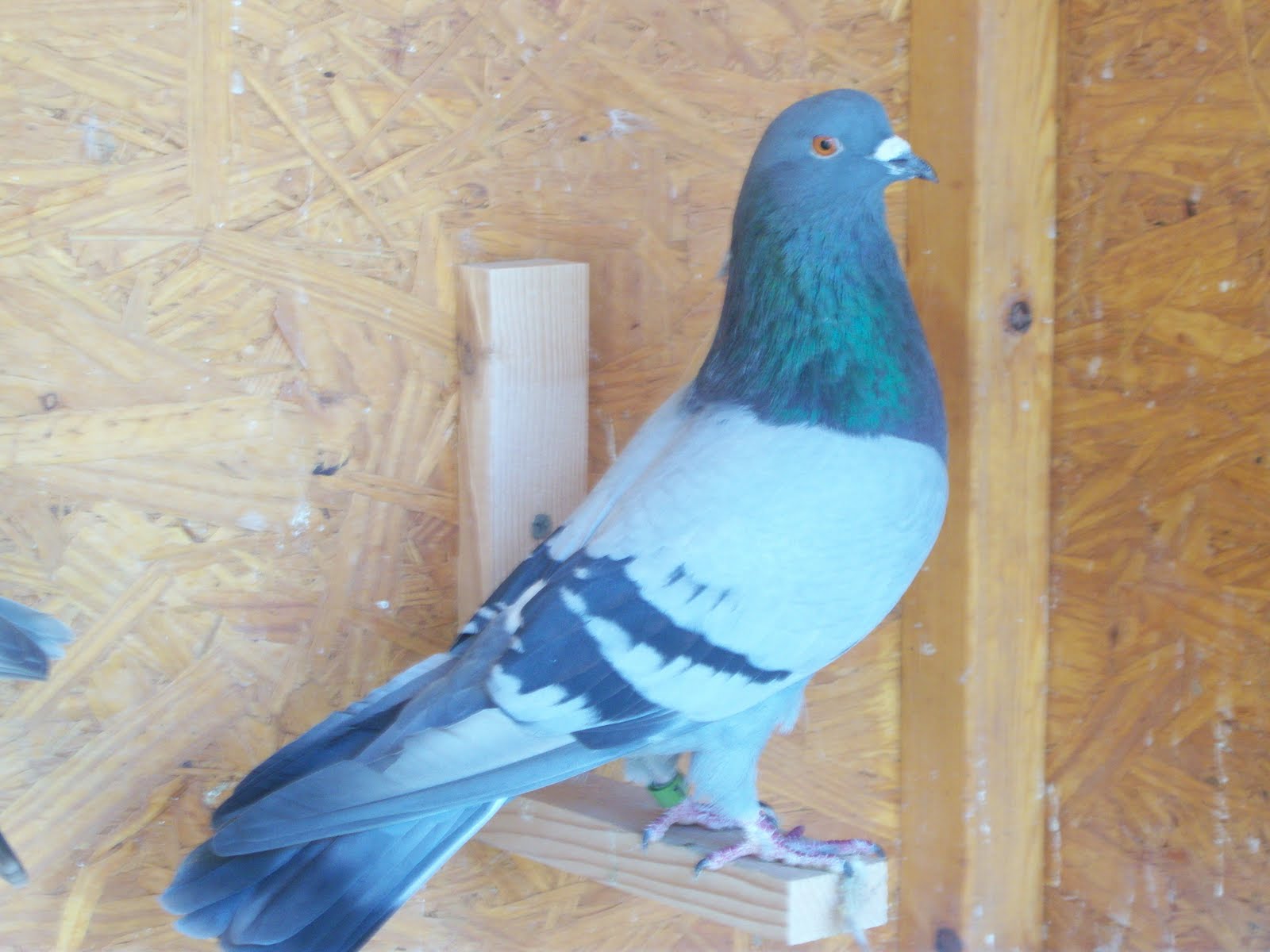 Ashoor's Pigeons: iranian pigeon 5
