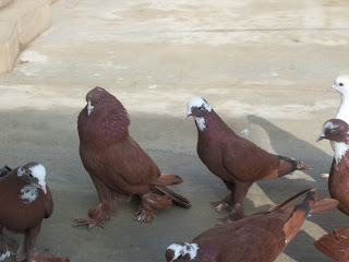 Ashoor's Pigeons: #5 iraq red pigeons