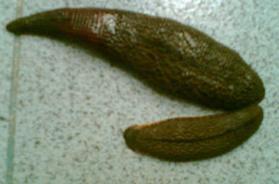 KESEHATAN DAN BUSSINES!!!!: Penjualan Lintah sawah hidup