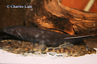Canadian Aquatics: A few new rare knife fish