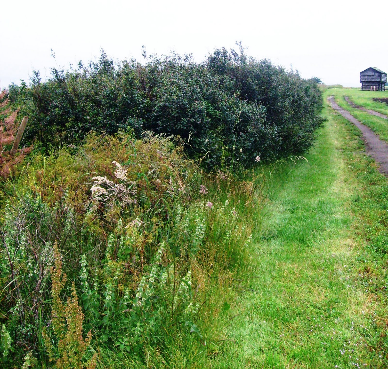 Ebey's Forever: Hedgerows