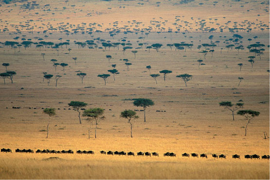 Sabana Templada: SabanaTemplada.