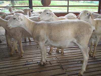 Ternakan Kambing dan Bebiri: Bebiri Dorper dan Van Rooy...Peneraju Baru ...