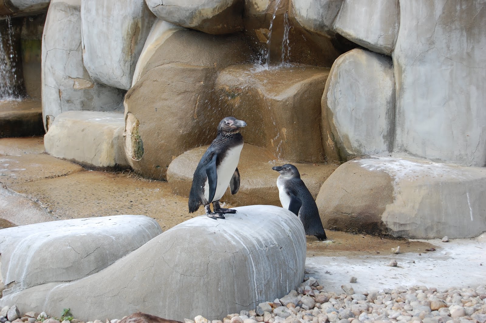Spontaneous Photos (AMPERSAND) Word Vomit: Richmond Metro Zoo