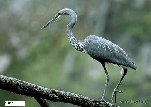 Laberinto en extinción: Garza ventriblanca (Ardea insignis)