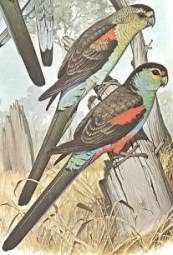 Laberinto en extinción: Perico del paraíso (Psephotellus pulcherrimus)