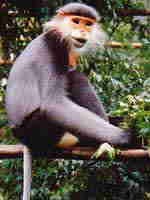 Laberinto en extinción: Douc patas grises (Pygathrix cinerea)