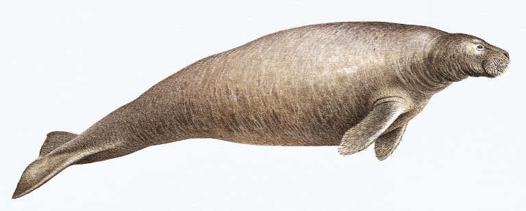 Laberinto en extinción: Vaca marina de Steller (Hydrodamalis gigas)