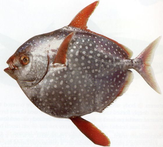 L.A. Crossword Confidential: M O N D A Y October 11, 2010 Kristian House