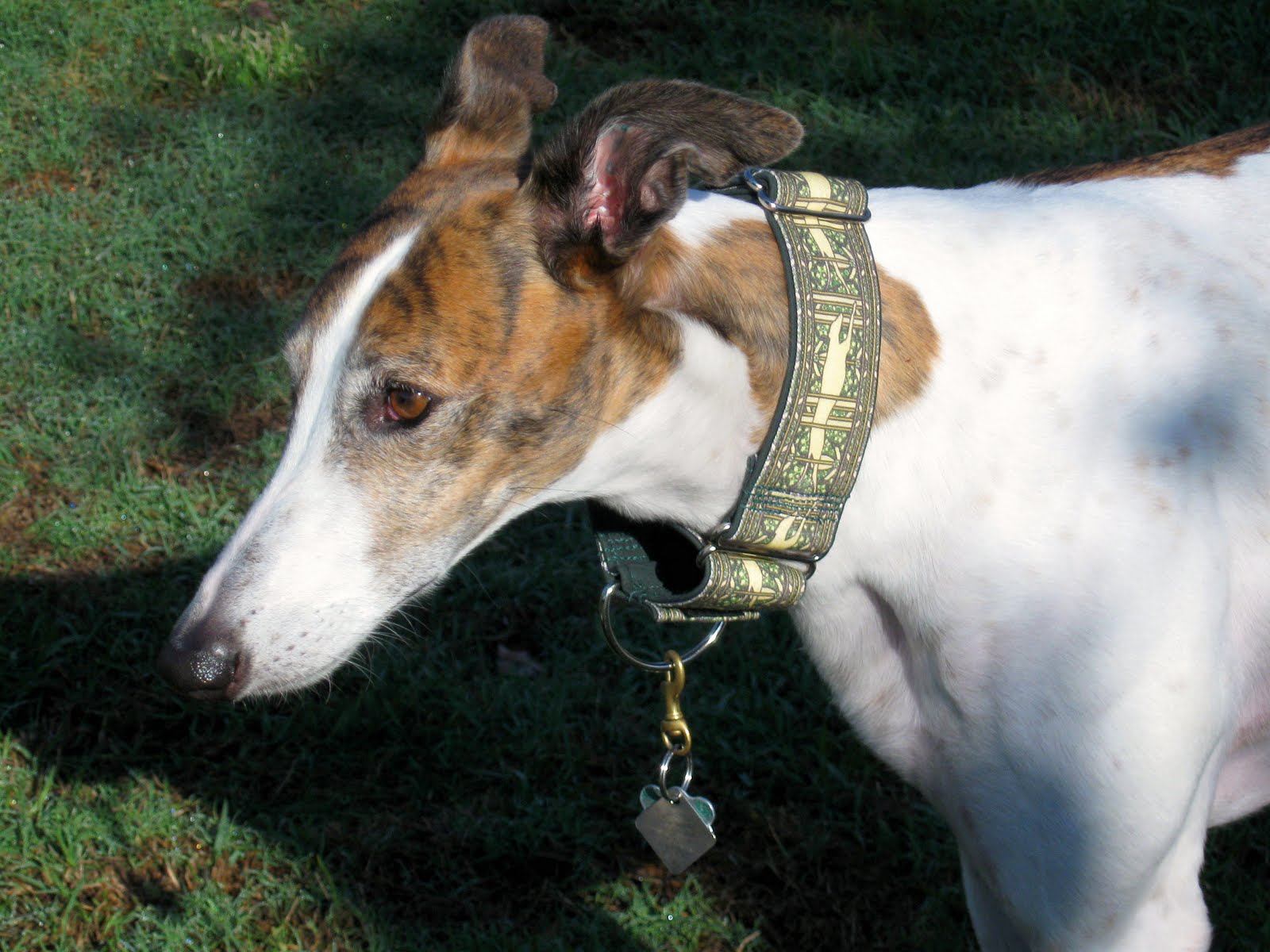 Getting to know you...: Hounds Closet - fabulous canine collars!
