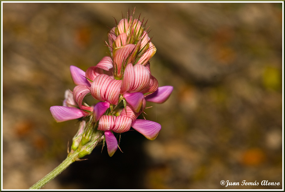 EL APRENDIZ DE FOTÓGRAFO: Flora de Cazorla II
