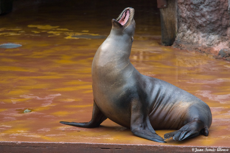 EL APRENDIZ DE FOTÓGRAFO: LEON MARINO