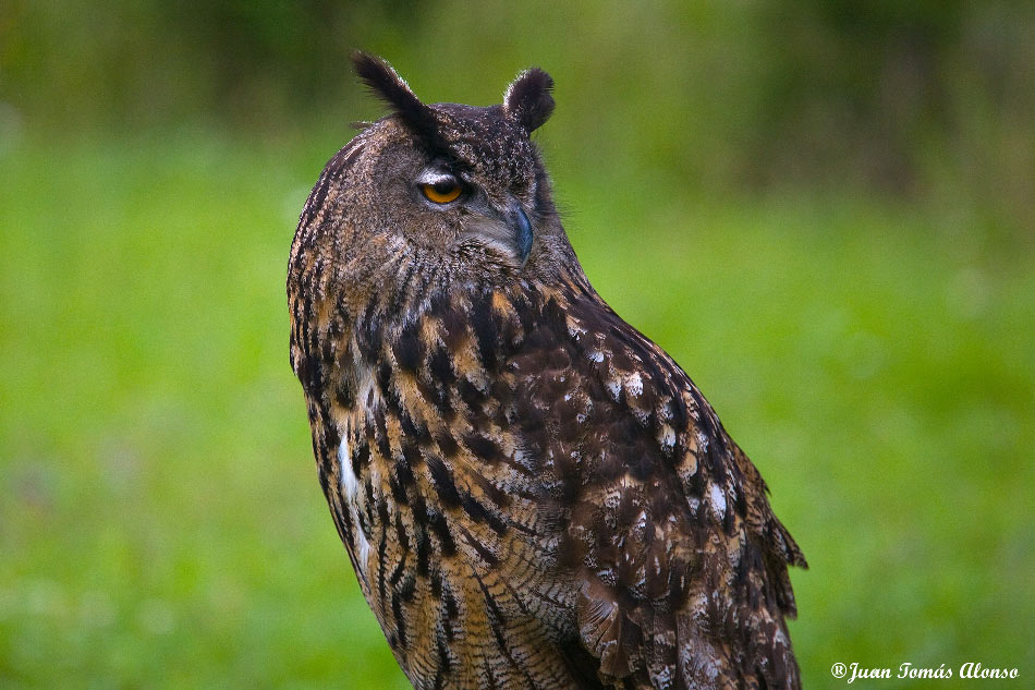 EL APRENDIZ DE FOTÓGRAFO: BUHO REAL