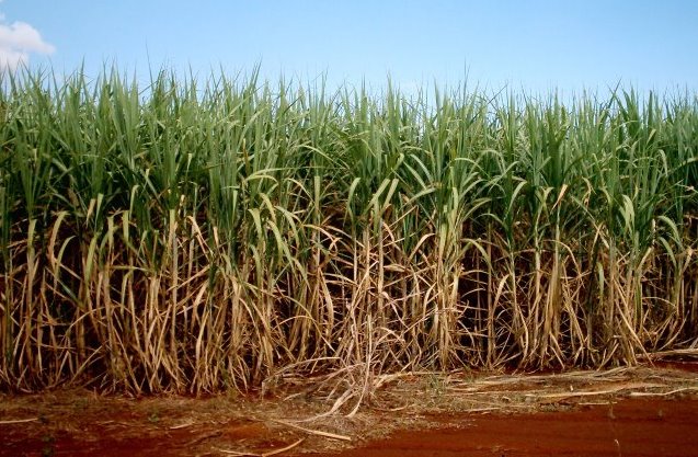 A Bajan Tour Girl Exploring Barbados: The Story of Crop Over in Barbados