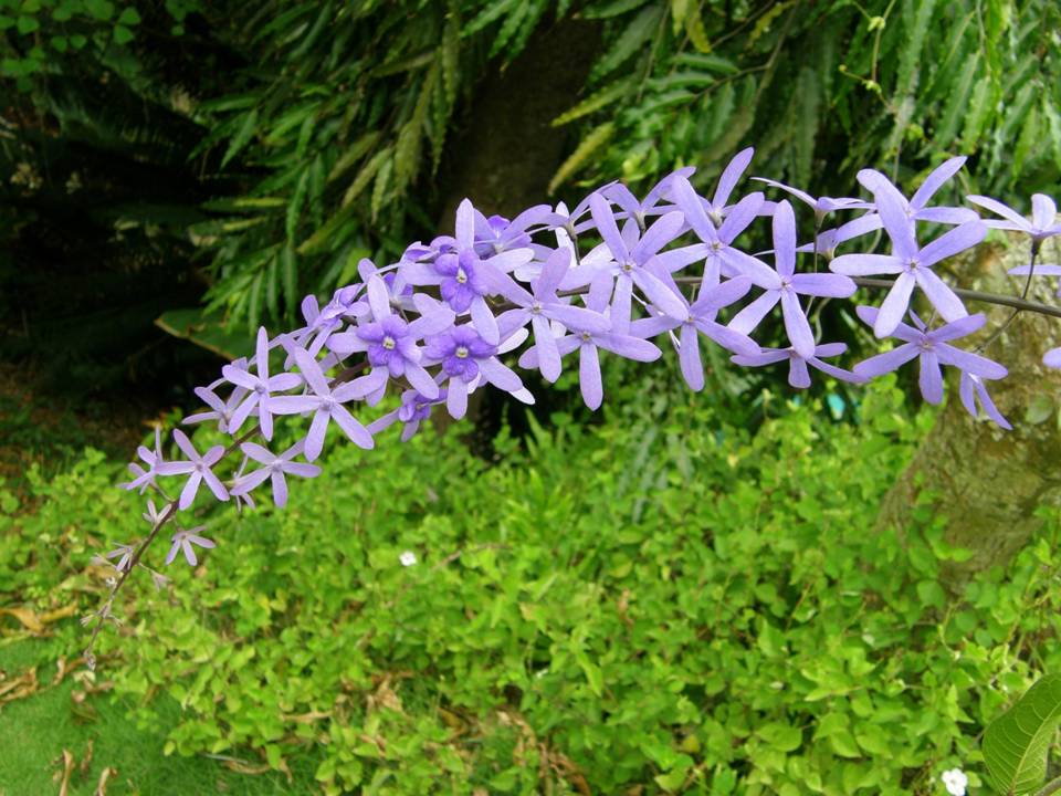 A Bajan Tour Girl Exploring Barbados: The Flora and Fauna of Barbados