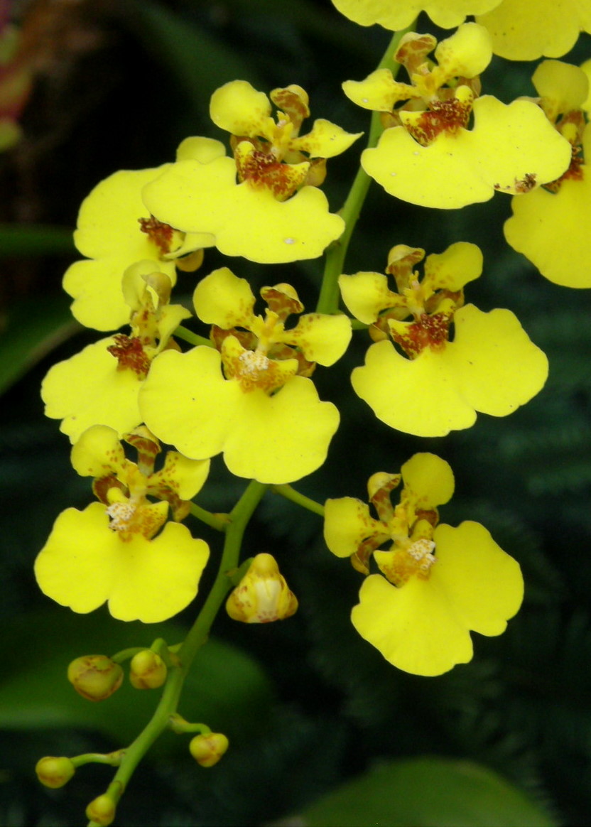A Bajan Tour Girl Exploring Barbados: The Flora and Fauna of Barbados