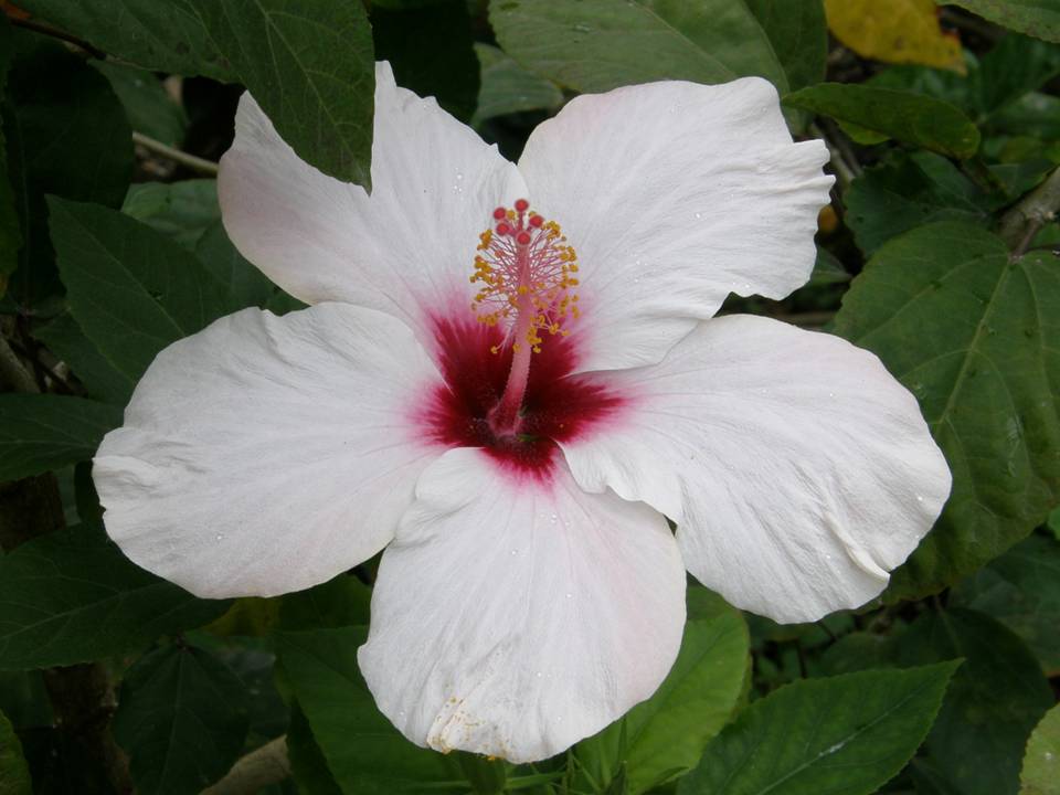 A Bajan Tour Girl Exploring Barbados: The Flora and Fauna of Barbados