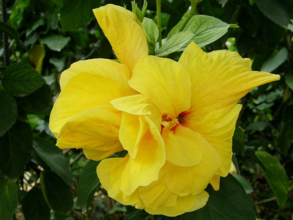 A Bajan Tour Girl Exploring Barbados: The Flora and Fauna of Barbados
