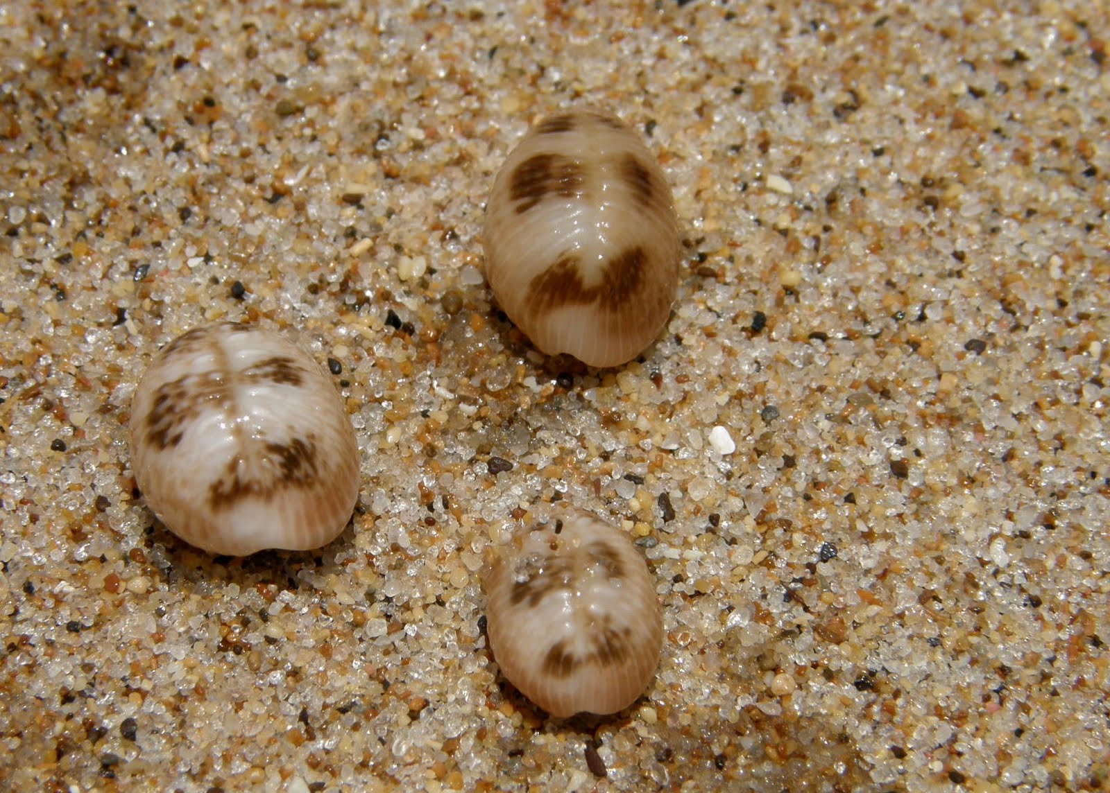 A Bajan Tour Girl Exploring Barbados: Bathshbea Barbados, Sea, Sun ...