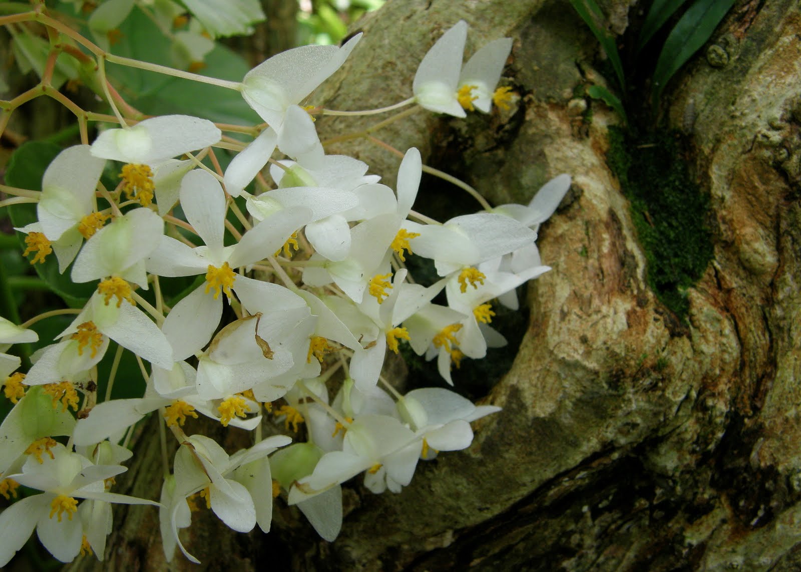 A Bajan Tour Girl Exploring Barbados: Flower Forest Barbados A Lush ...