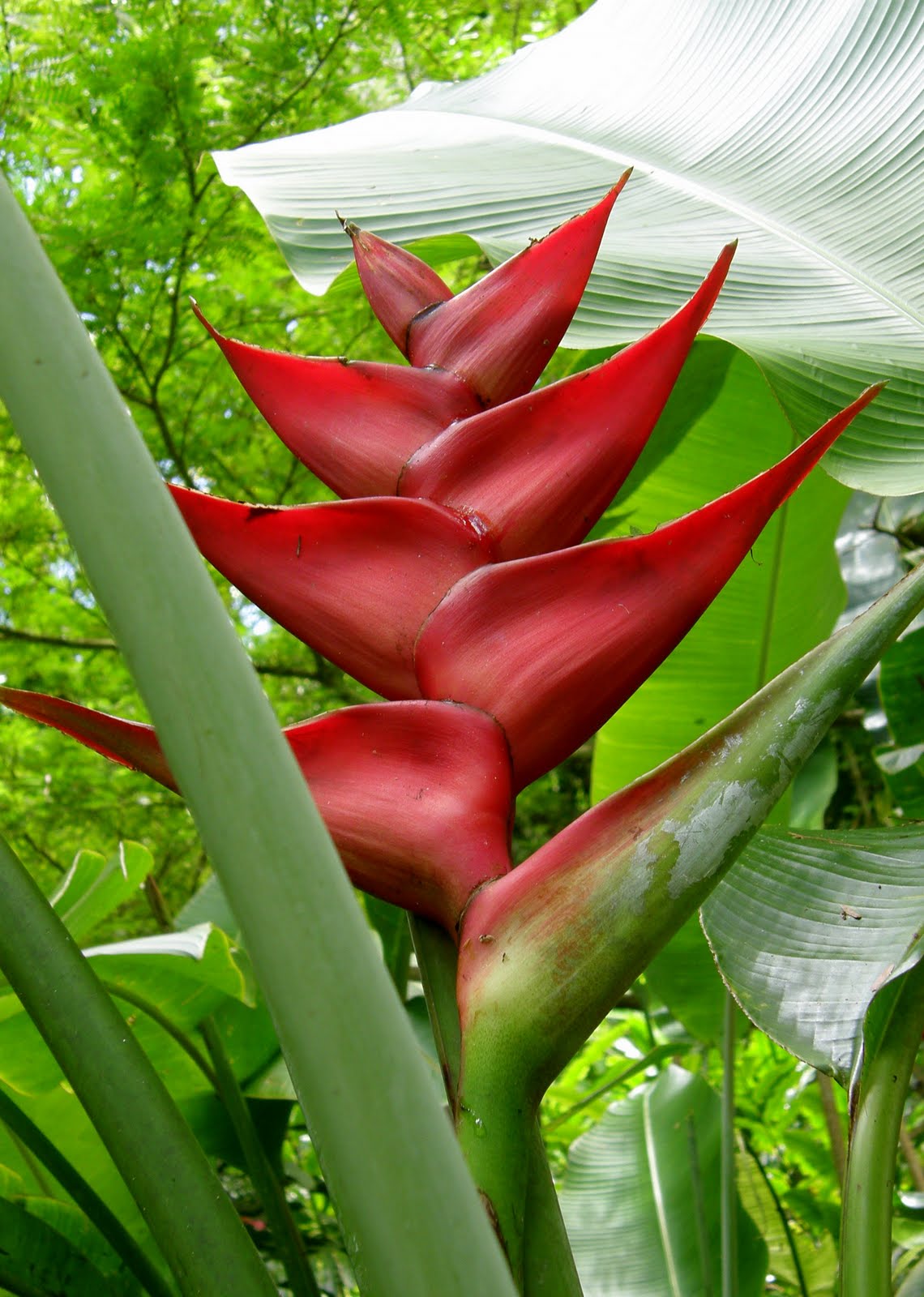 A Bajan Tour Girl Exploring Barbados: Flower Forest Barbados A Lush ...