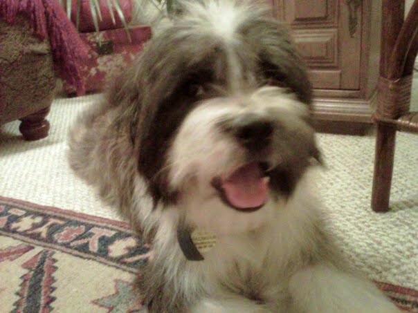 Birdie the Mini-Bearded Collie-Adopted | The Dog Liberator™