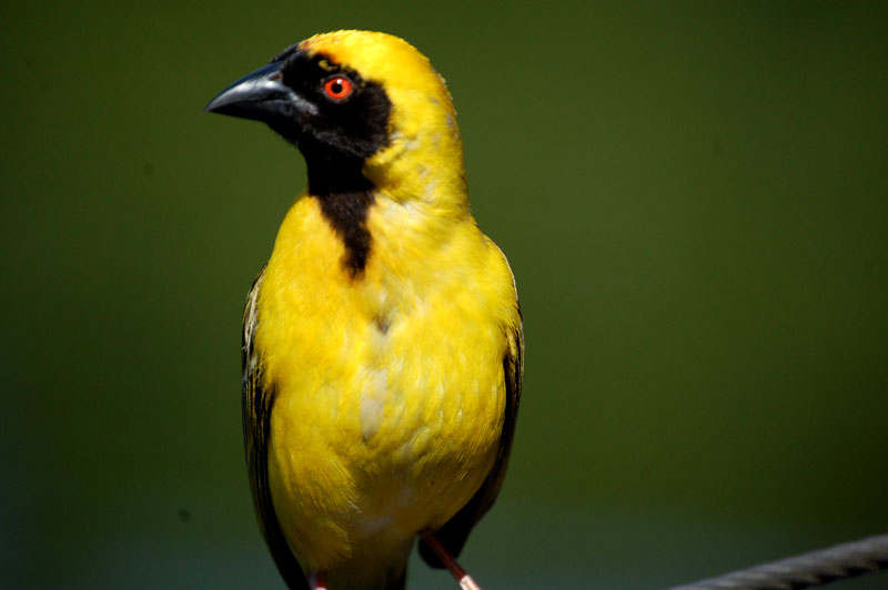 Watercolours With Life: South Africa Experience 2011