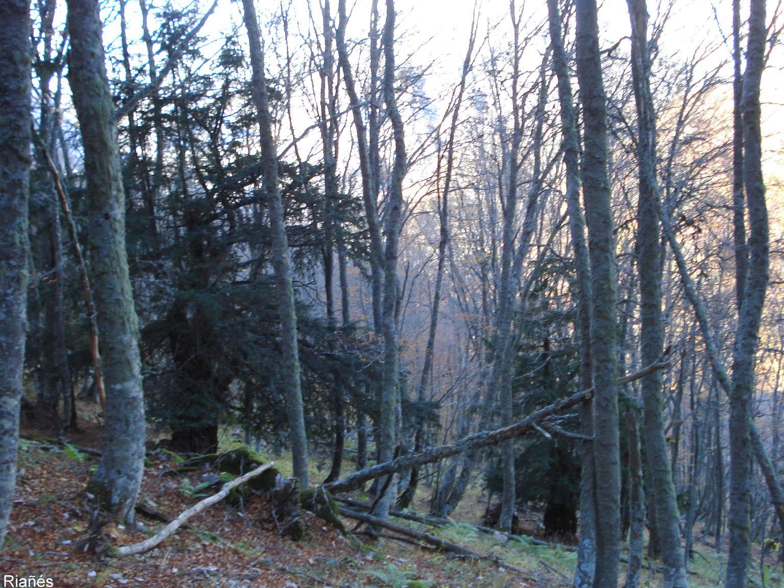 la fuente del abedul: Ascensión al Cueto Ancino