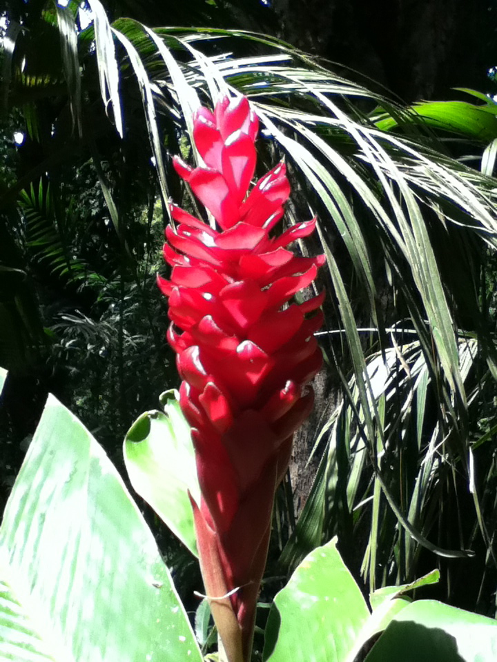 Live. Love. Travel.: Fiji Plants and Animals