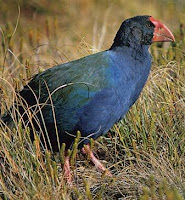 Animales de todos los continentes.: Calamón común