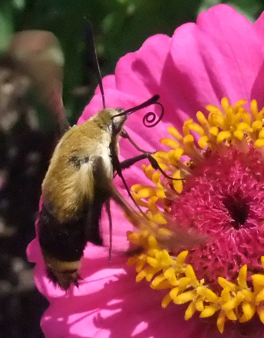 On Location With Rick Lee: Bumblebee Moth
