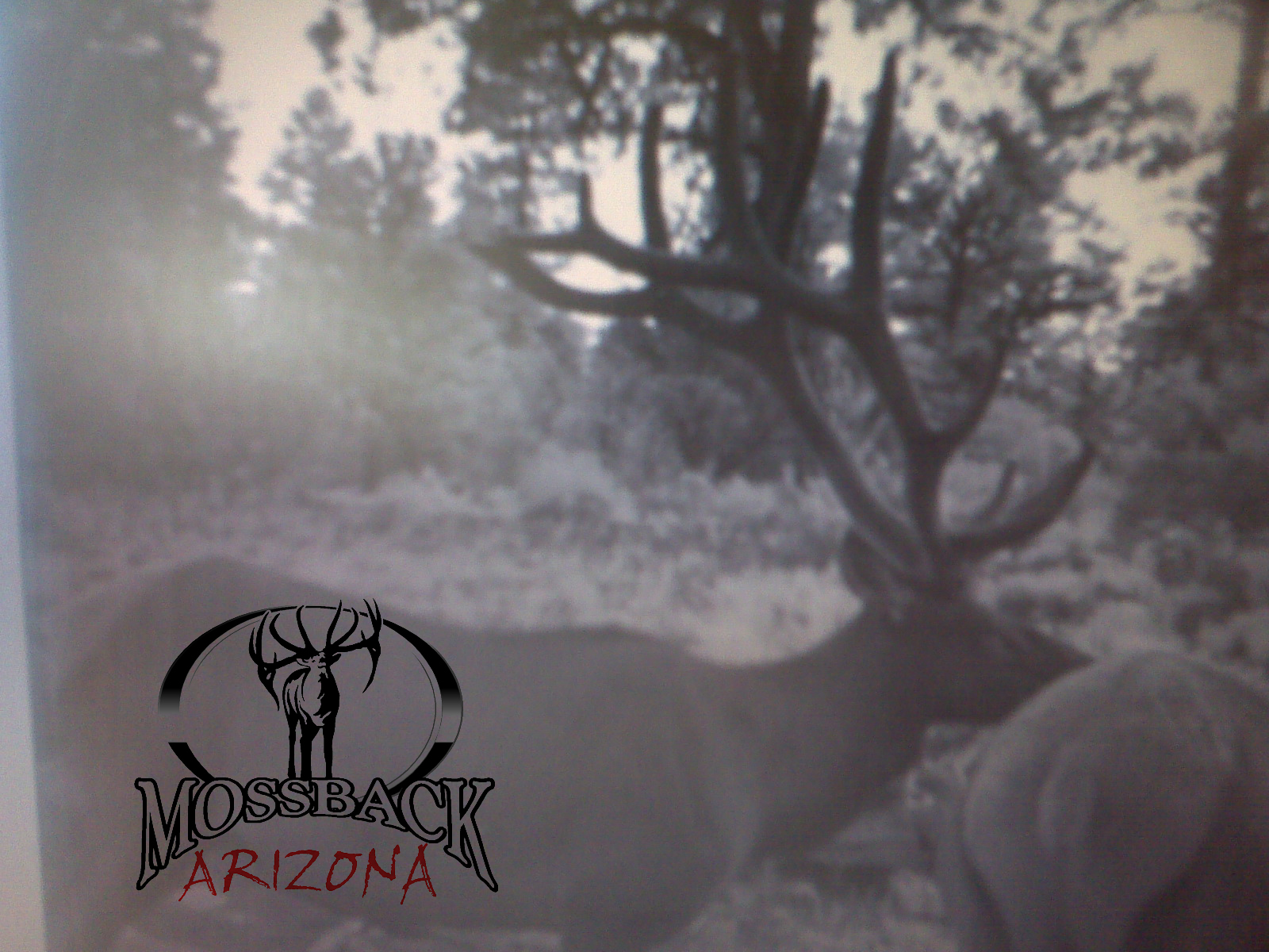 A3 Trophy Hunts LLC : Team Mossback Arizona's 2010 Elk Season ...