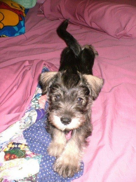 The Hobbit Habitat: Say Goodbye to the 4 year old Schnottie named Pippen...