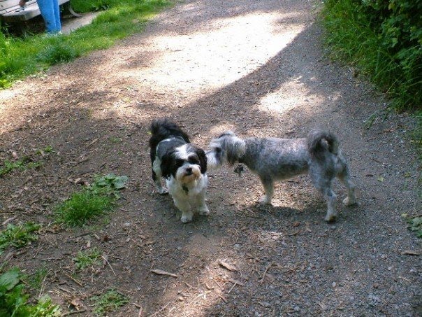 The Hobbit Habitat: Say Goodbye to the 4 year old Schnottie named Pippen...
