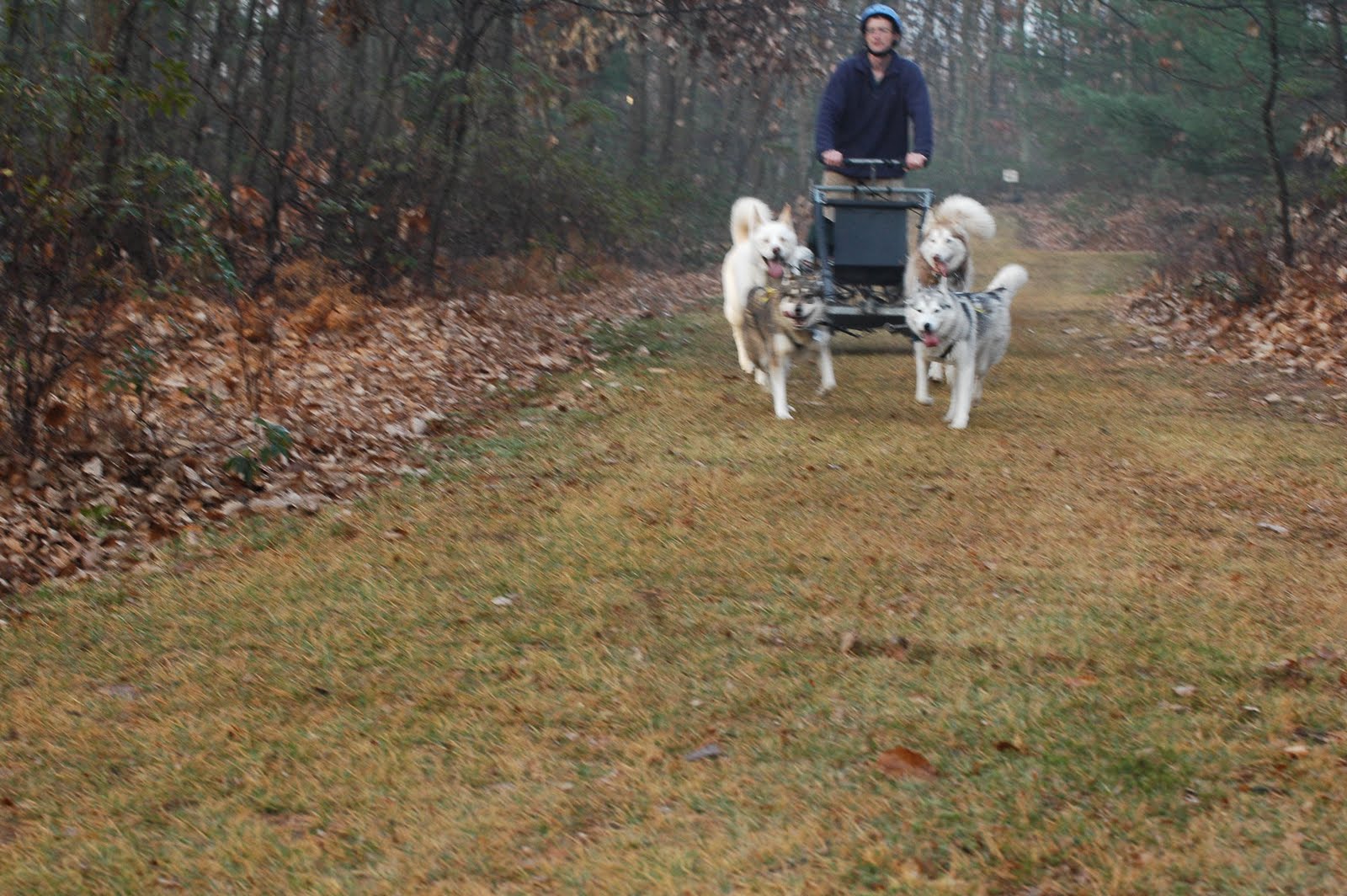 Maryland Sled Dog Adventures LLC: State College, PA: Tow Hill Training ...