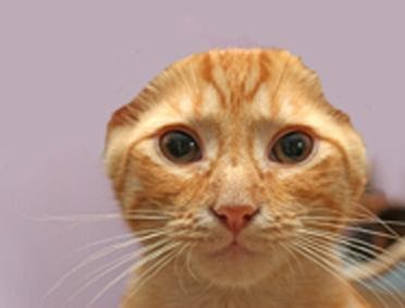 Cats With No Ears: Cat with no ears #5
