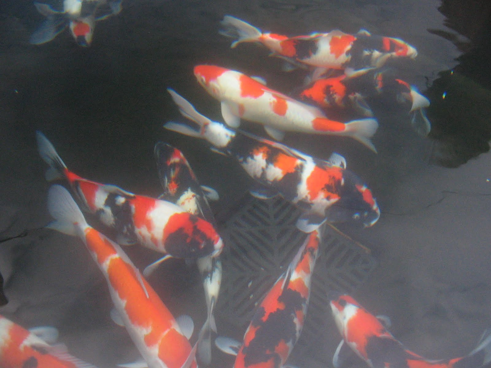 Jackie's Blog, The Good, The Bad, and The Ugly: Upper Midwest Koi Club ...