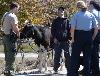 Pro Pixelographer: Don't Have A Cow, Man...Walk One.