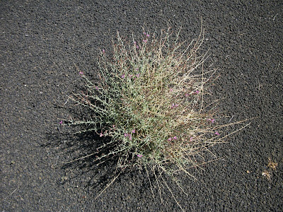 Eastern Sierra Nevada and The Great Basin: Black Point Volcano, Mono Lake