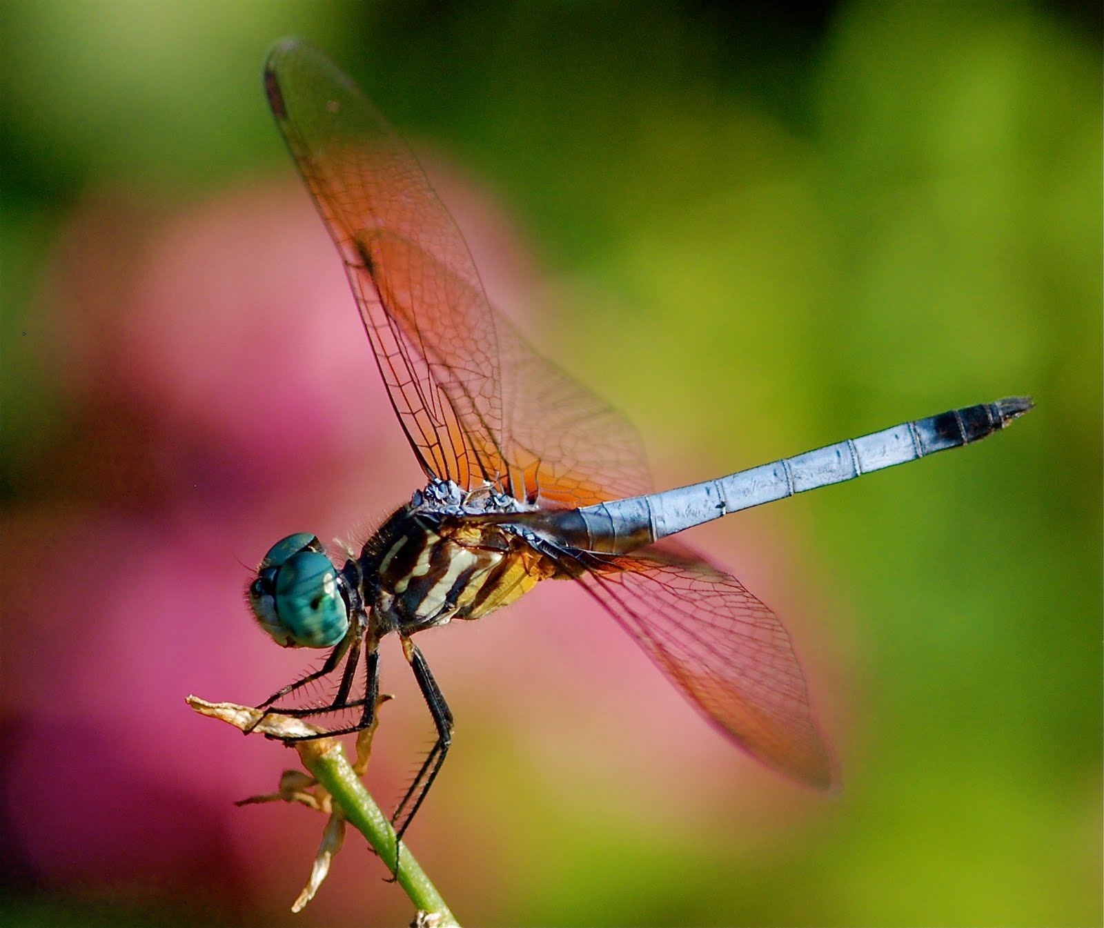 Transit Notes: BLUE DASHERS