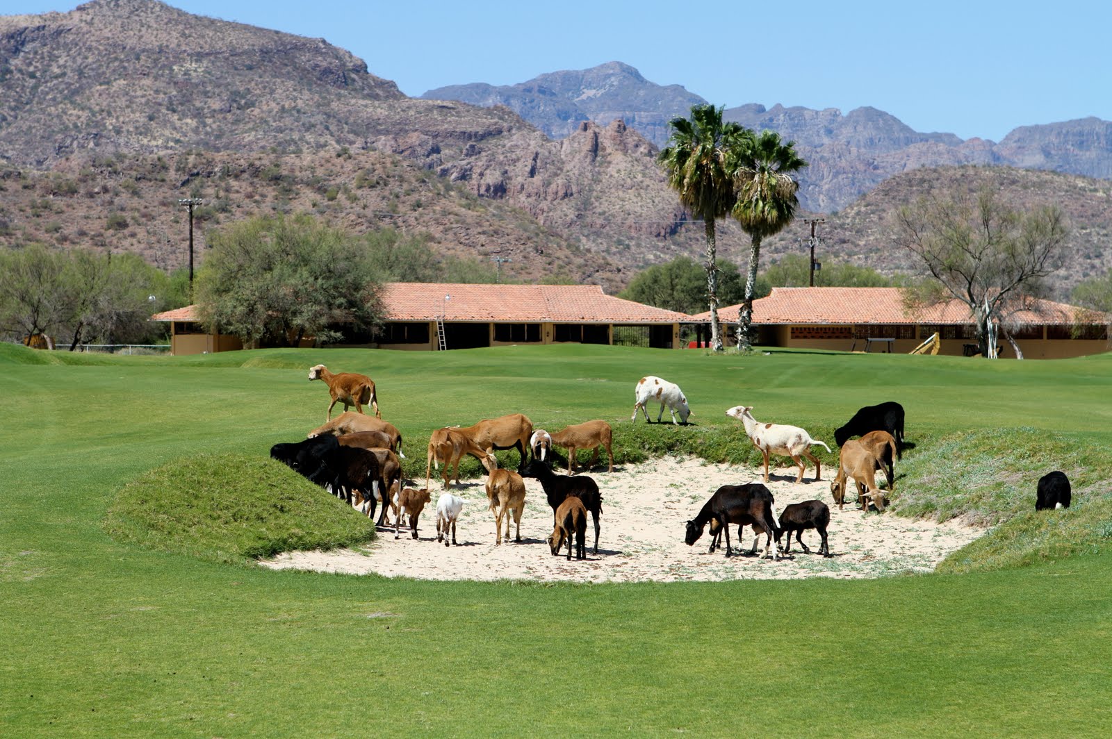 Watch and Learn: My annual goats-on-the-golf-course posting